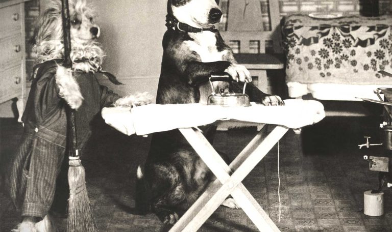 Specialised animals - More About Chicken