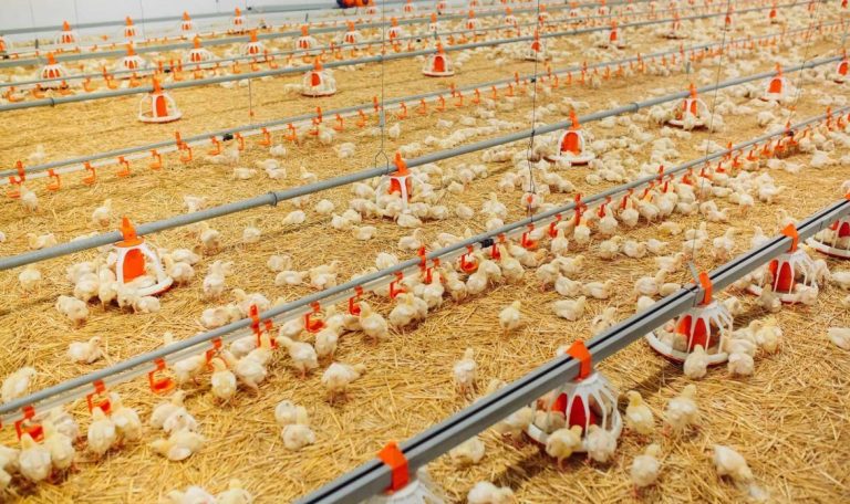 How an intensive (and protected) chicken farm works - More About Chicken