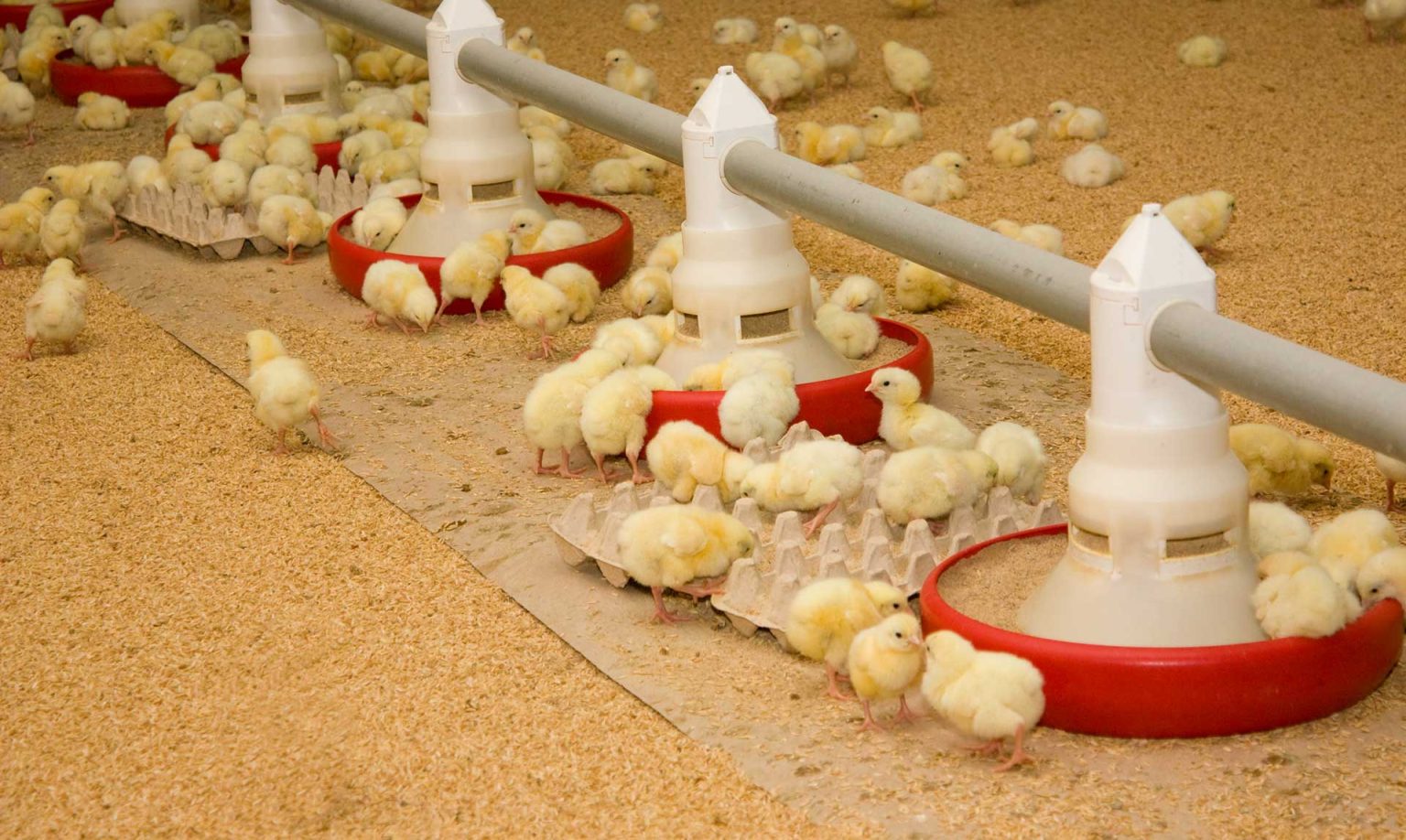 The poultry supply chain: how it work - More About Chicken