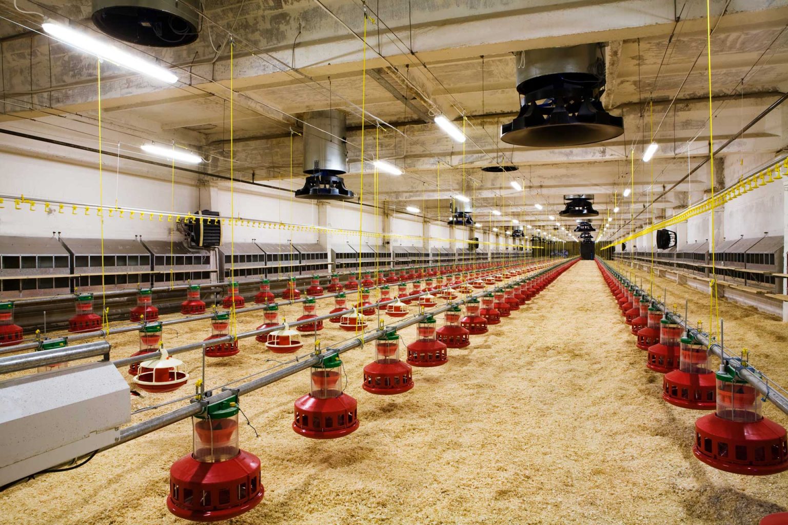 The poultry supply chain: how it work - More About Chicken